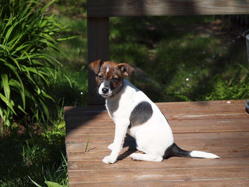 De Mest Almindelige Hunderacer I Danmark - Findhundehvalp.dk